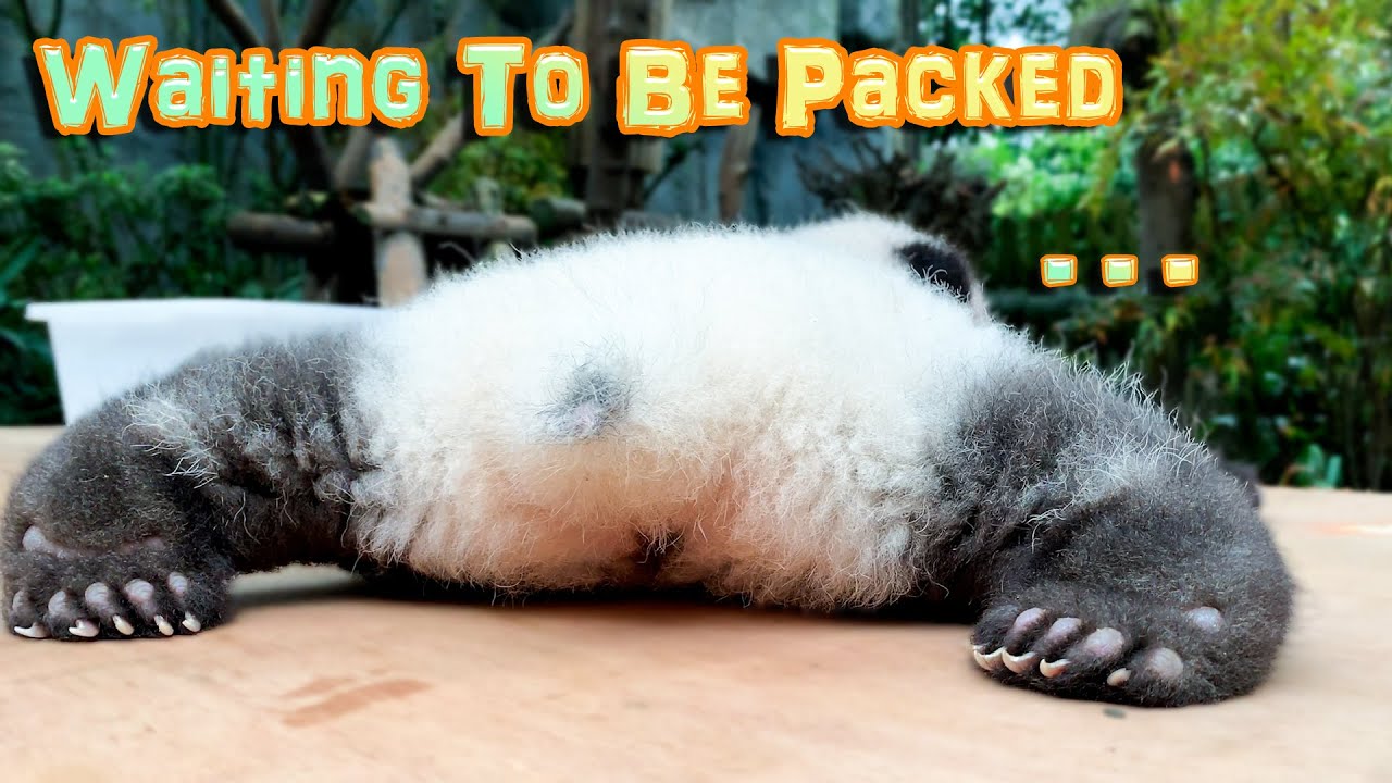 Deliver The Panda Package To Your House | iPanda - YouTube