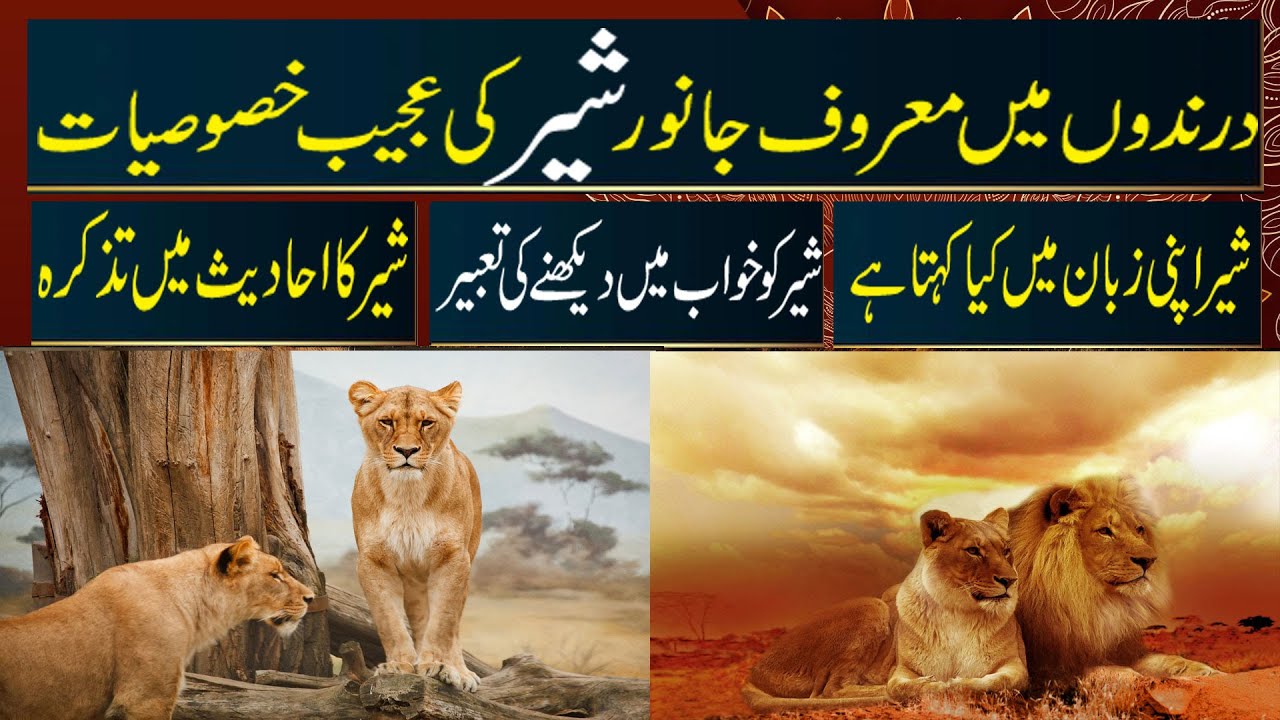 facts about lions and tigers| lion facts video | lions information/MSA ...