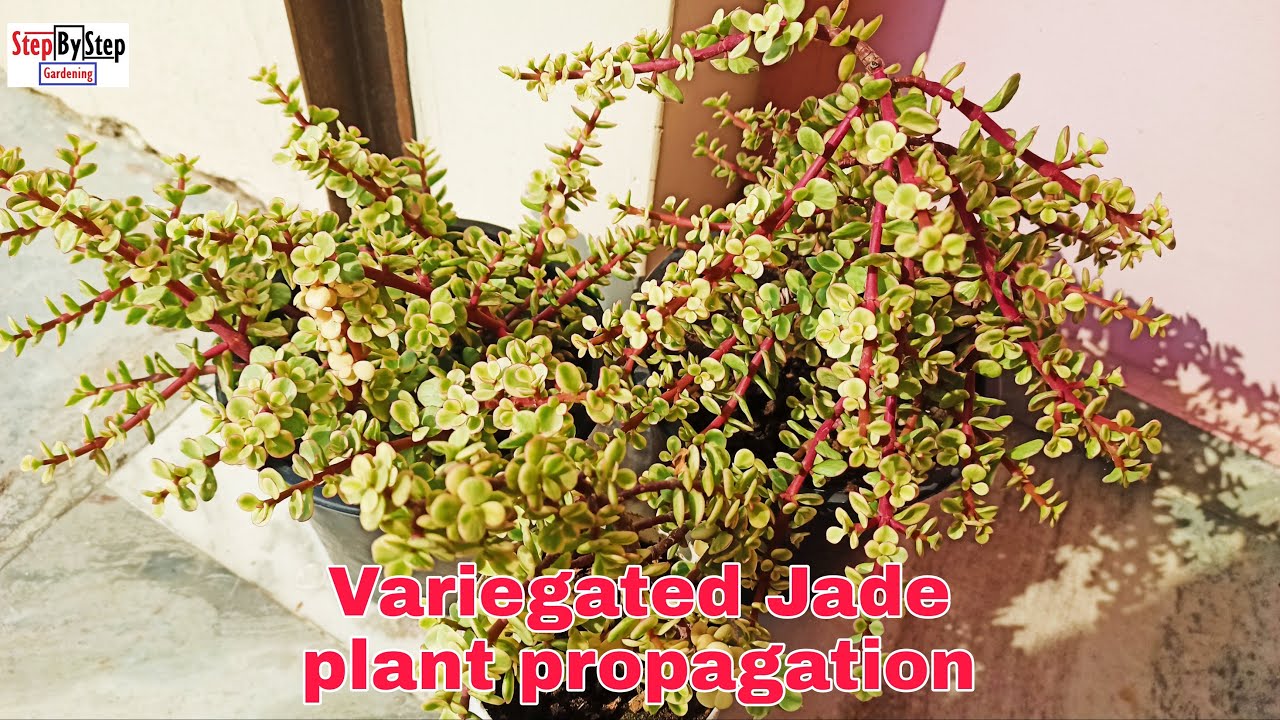 Variegated Jade plant propagation//How to grow Variegated Jade from ...