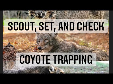 Catching coyotes - coyote trapping - bobcat trapping - scout, set, and ...