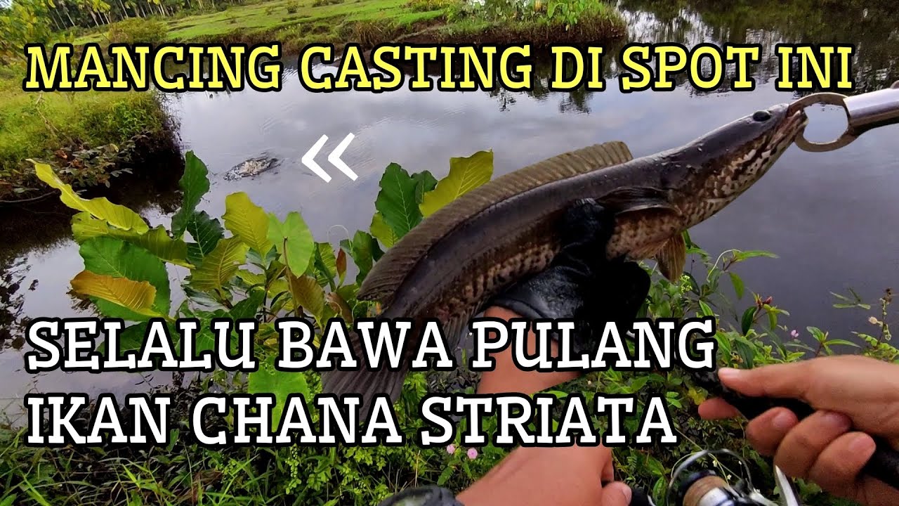 MANCING CASTING DENGAN SOFTLURE TIDAK AKAN MENGECEWAKAN || SPOT SURGA ...
