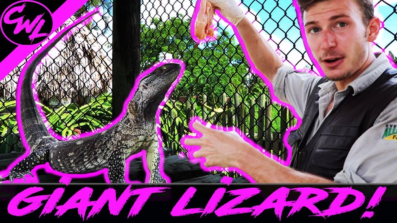 GIANT LIZARD, BABY BOBCAT, AND MORE! - YouTube