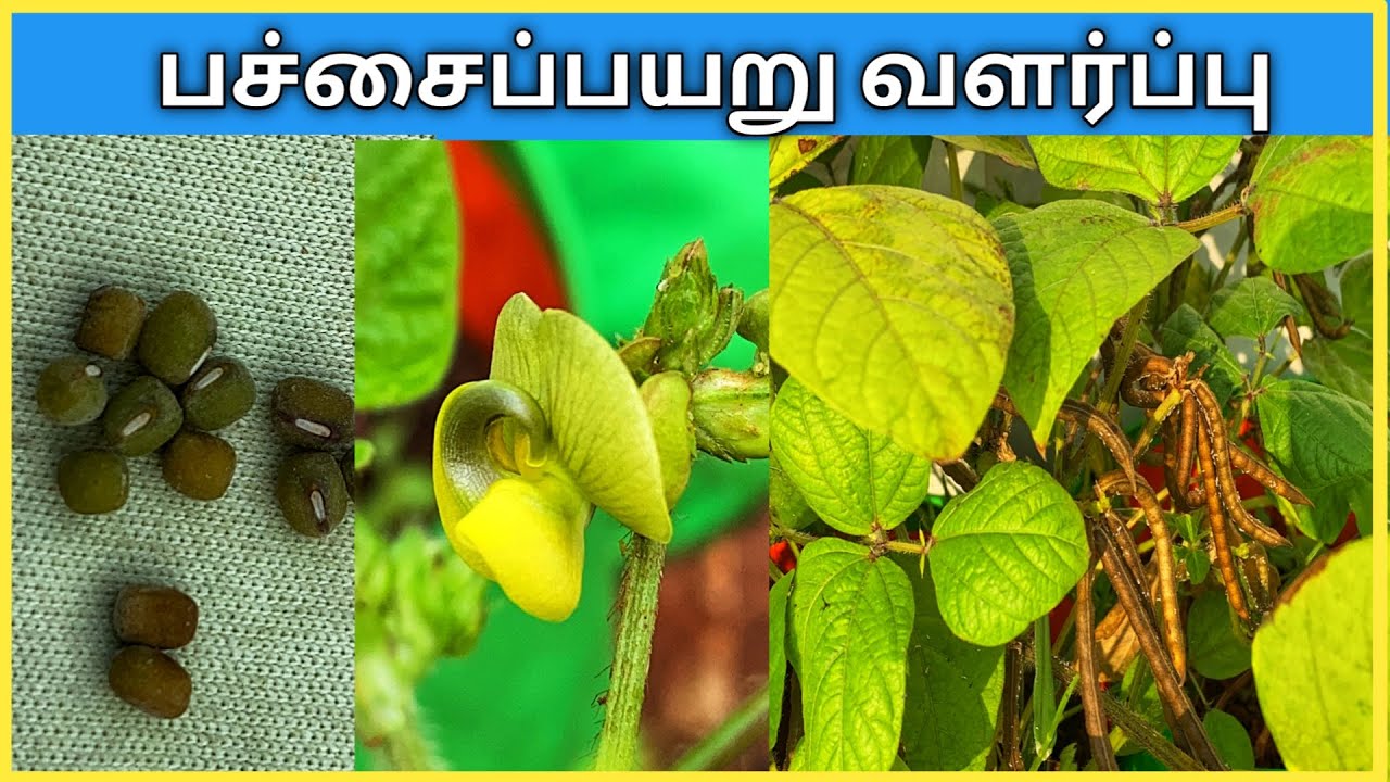 பச்சைப்பயிறு வளர்ப்பது எப்படி? Pachai Payaru Valarpu in Tamil. How to ...
