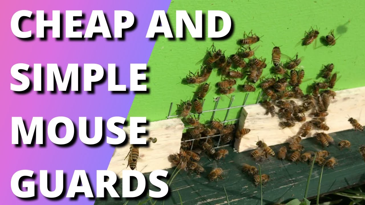 Cheap and simple mouse guards - YouTube