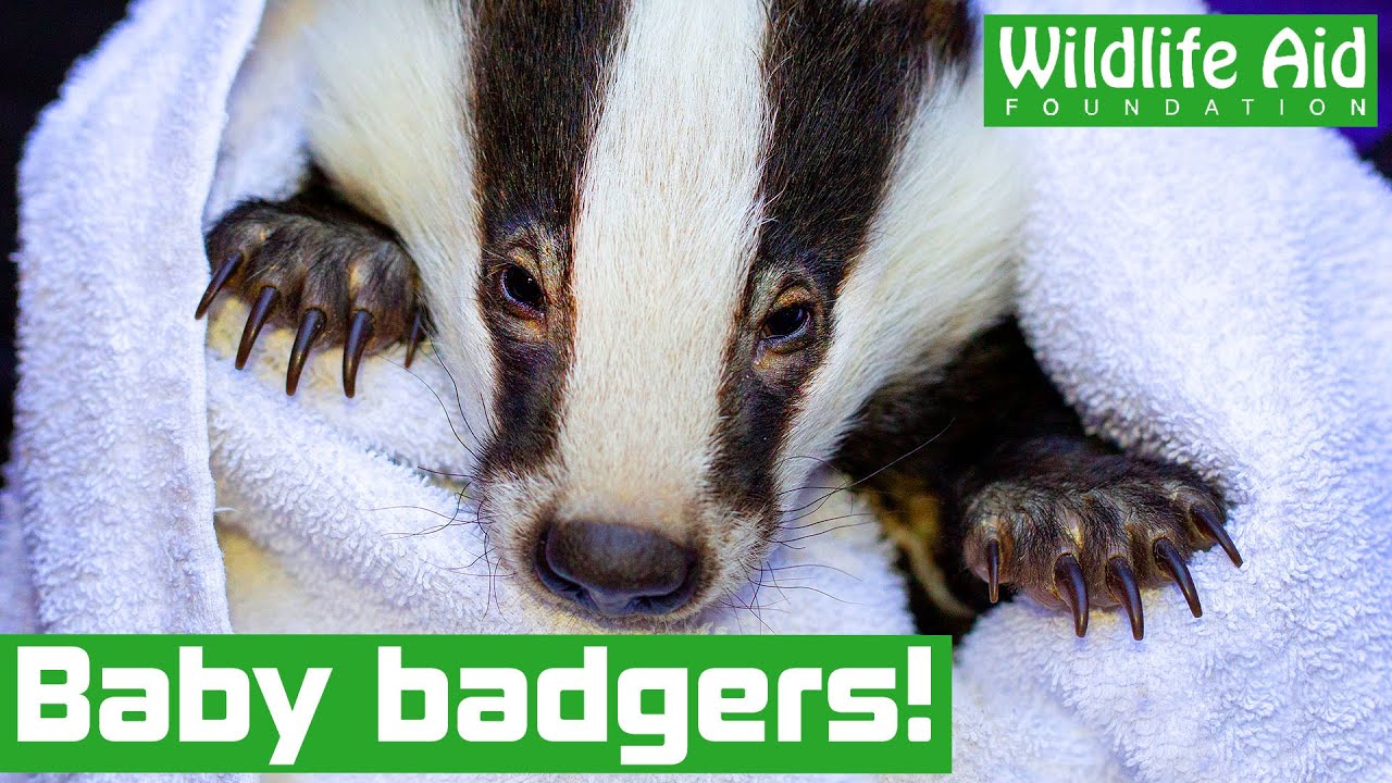 First Badger Cubs of 2020 Arrive at WAF! - YouTube