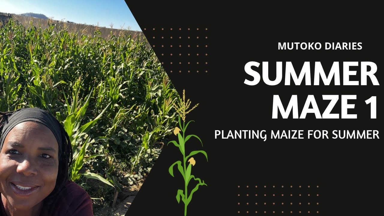 Planting Summer Maize | Part 1 - YouTube