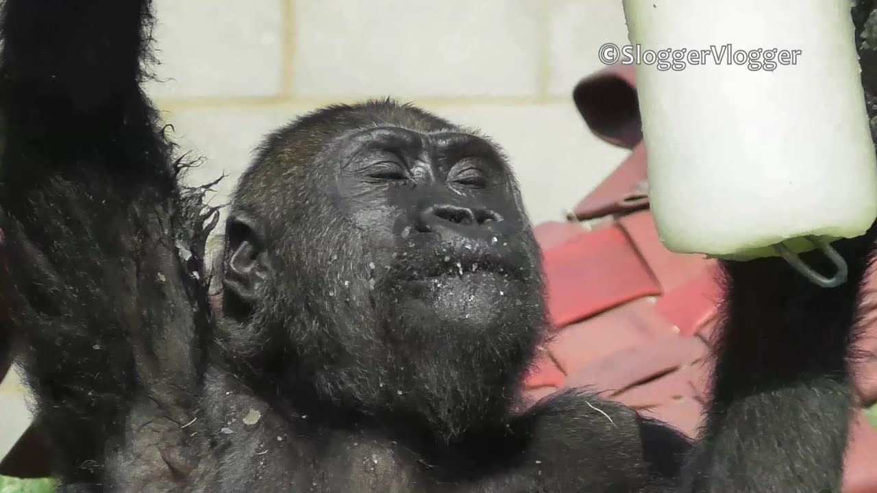 Lope The Gorilla Is As Cool As Ice - YouTube