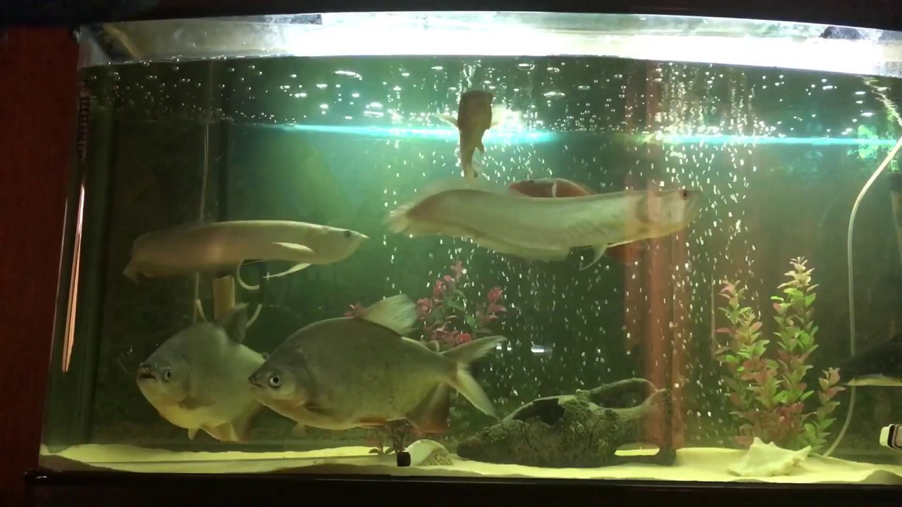My monster fish tank (Feeding time) - YouTube