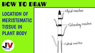 Meristematic Tissue In Plants Diagram