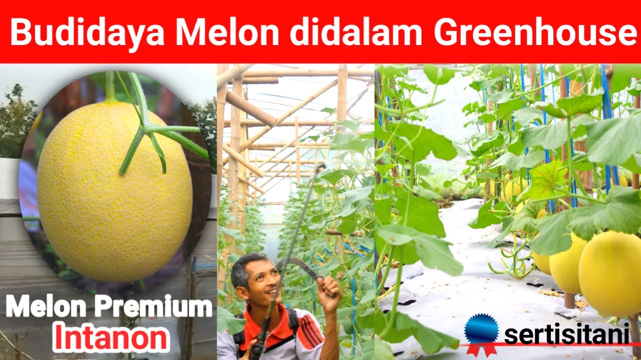 Pengenalan Budidaya Melon Intanon didalam Greenhouse - YouTube