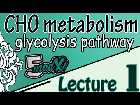 CHO metabolism lecture 1 : glycolysis pathway - YouTube