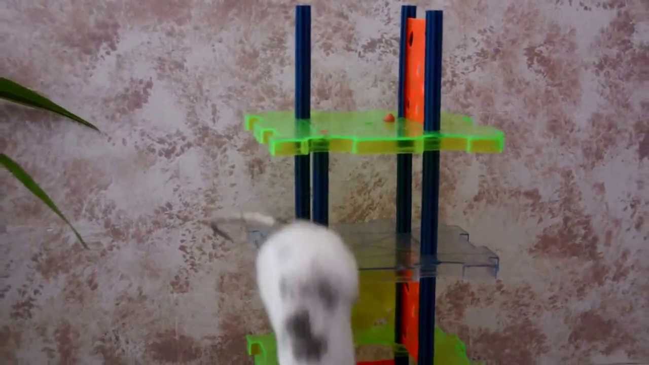 rat maze - Daisy the female rat plays with her very own rat maze from ...