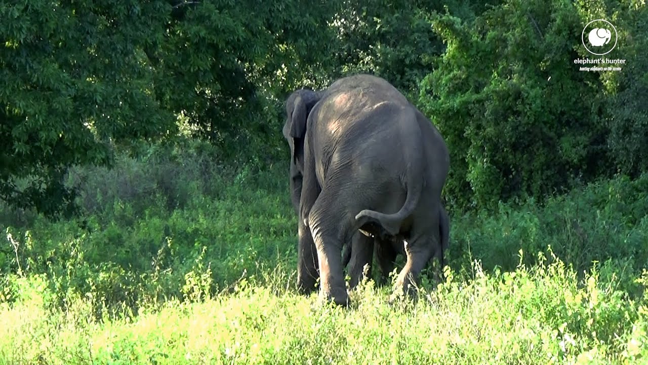 disabled female elephant mom caring about her cub #elephants #baby # ...
