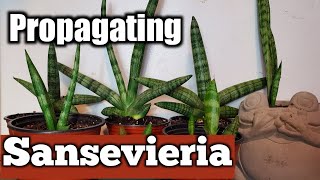 Different Sansevieria Propogations-Starfish and Snake Plant
