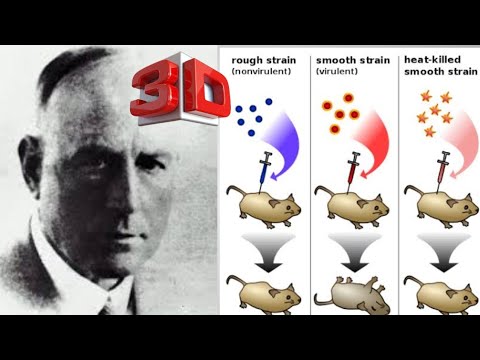 FRED GRIFFITH EXPERIMENT 1928 | TRANSFORMATION - YouTube
