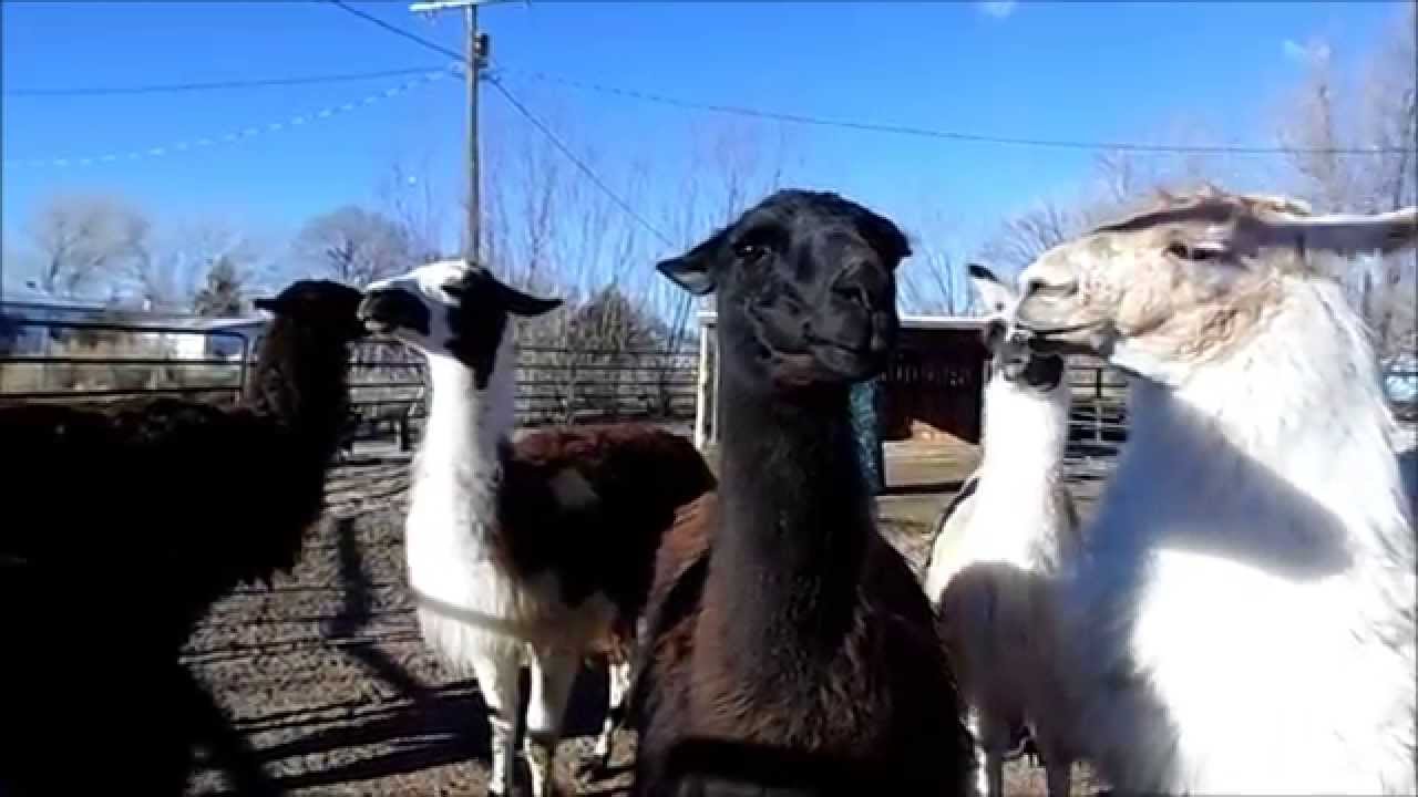 Little Utah Farm Llama Humming - YouTube