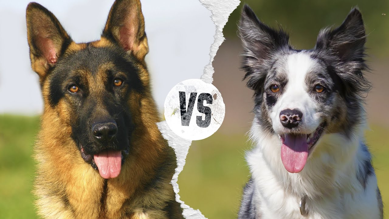 PASTOR ALEMAN VS BORDER COLLIE [Cultura Peluda] - YouTube