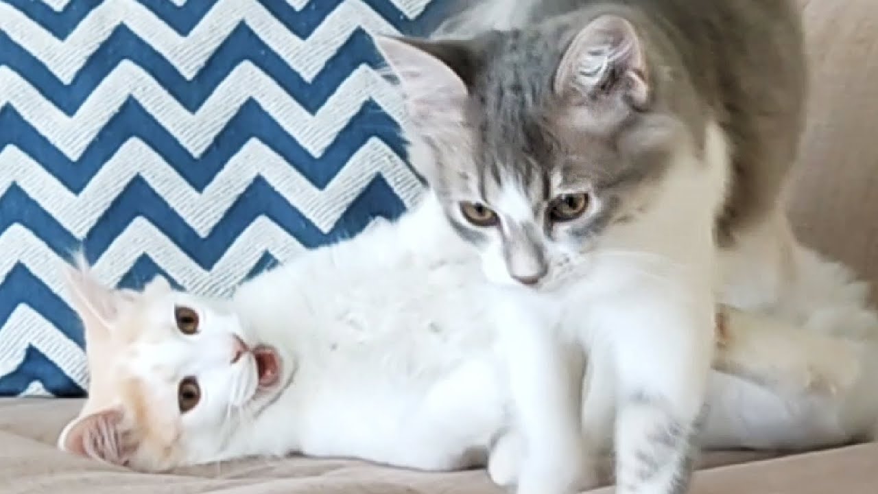 WORLD'S MOST INTENSE CAT FIGHT WITH SUPERPOWERS - YouTube