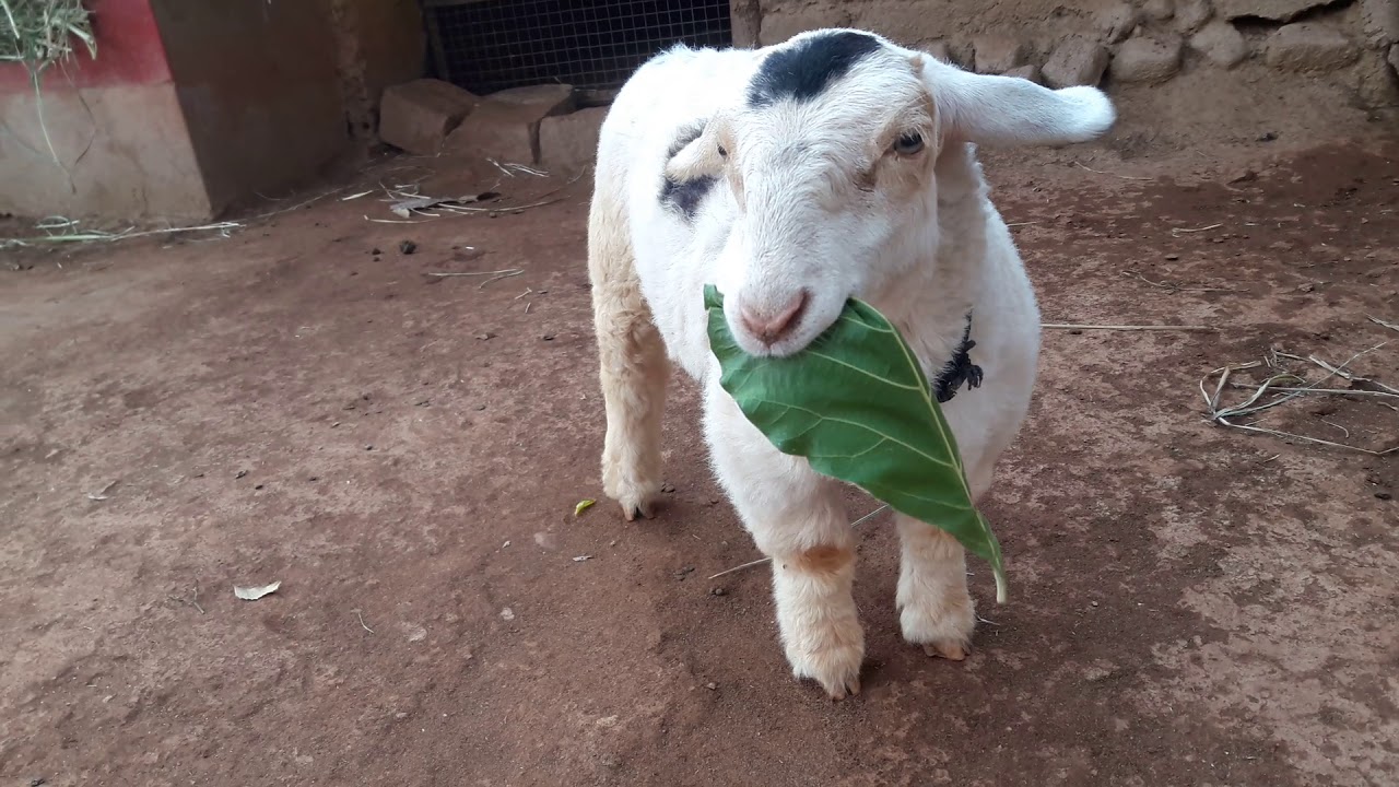 Bannur or banduri - YouTube