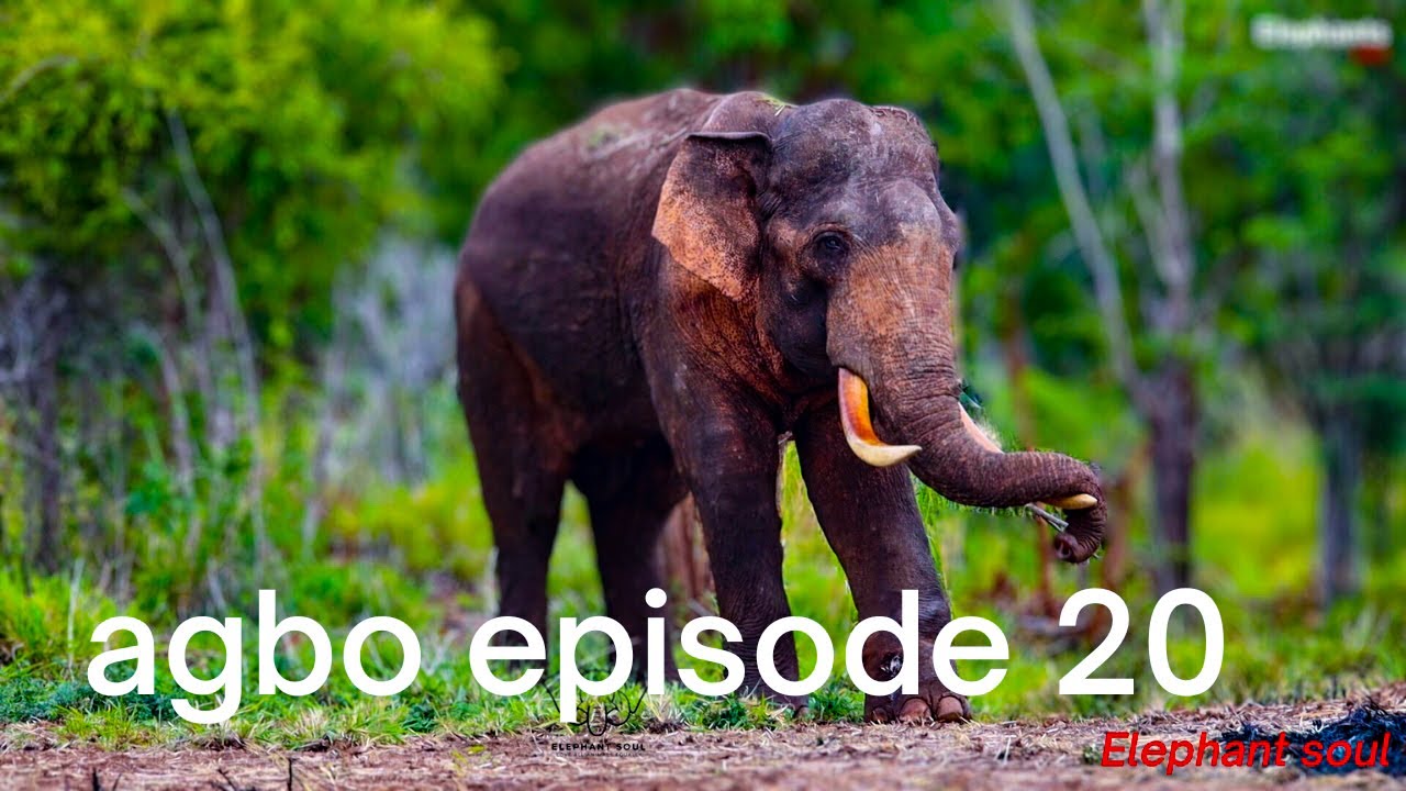 Agbo the elephant king is now in good health තිරප්පනේ සුදු මහත්තය ...