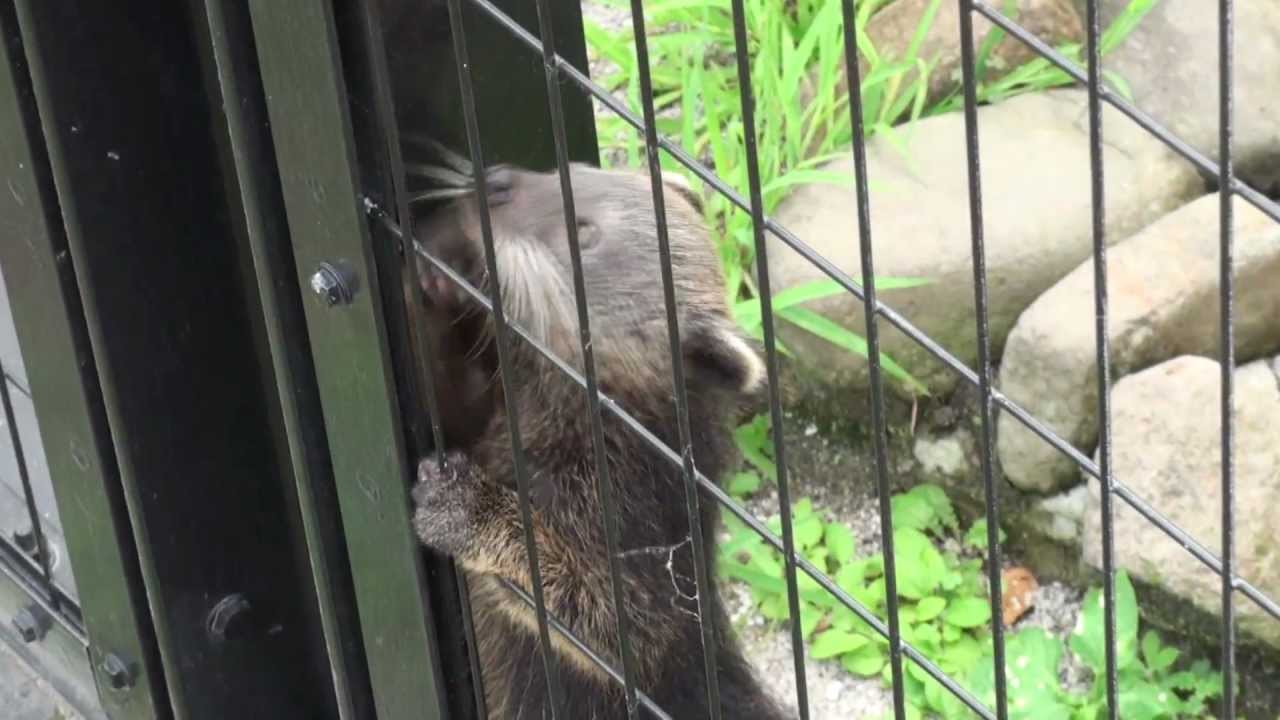 Baby Bearcat - ビントロングの子供公開中 - YouTube