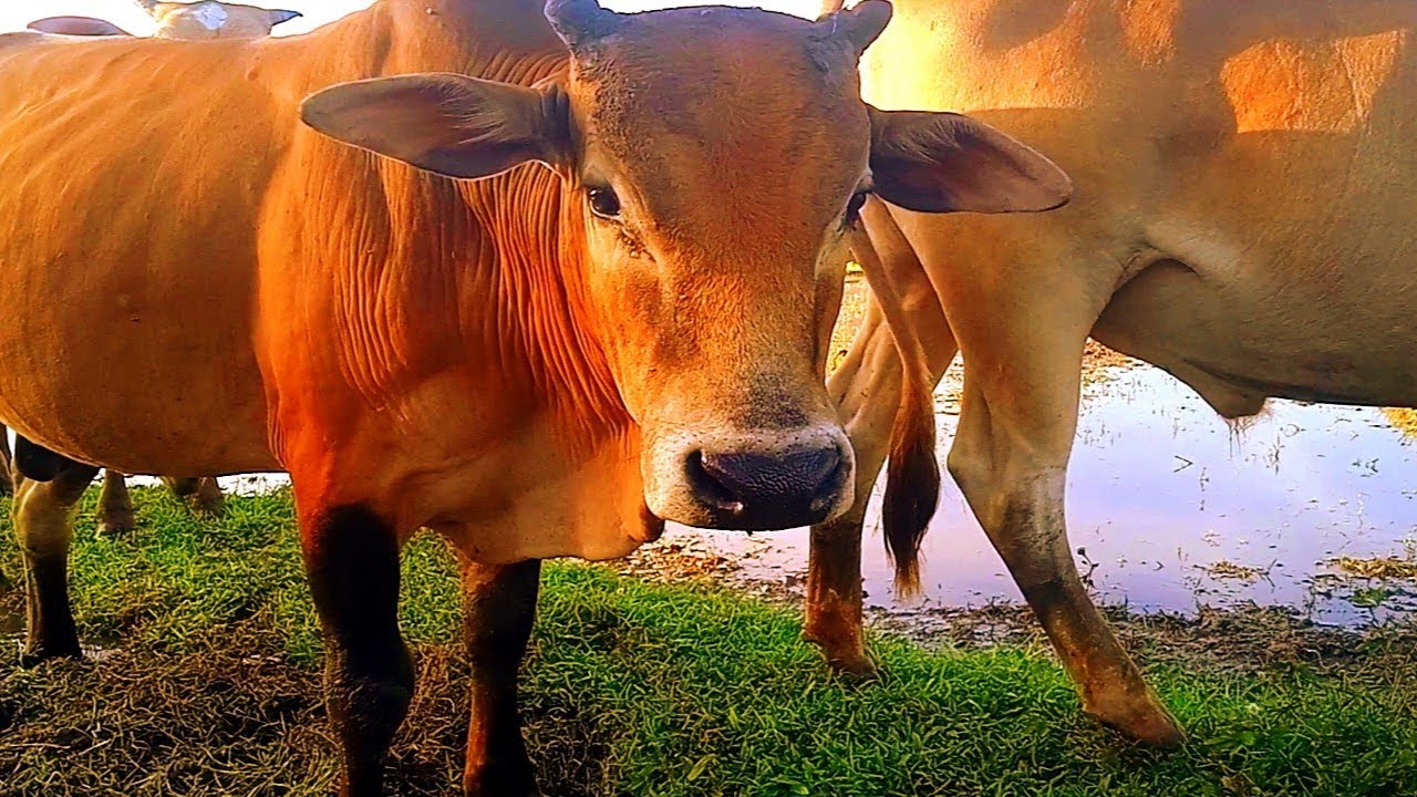 Kawanan Lembu Sapi Jinak Sedang Makan Di Persawahan, Sapi Lembu Gemuk ...
