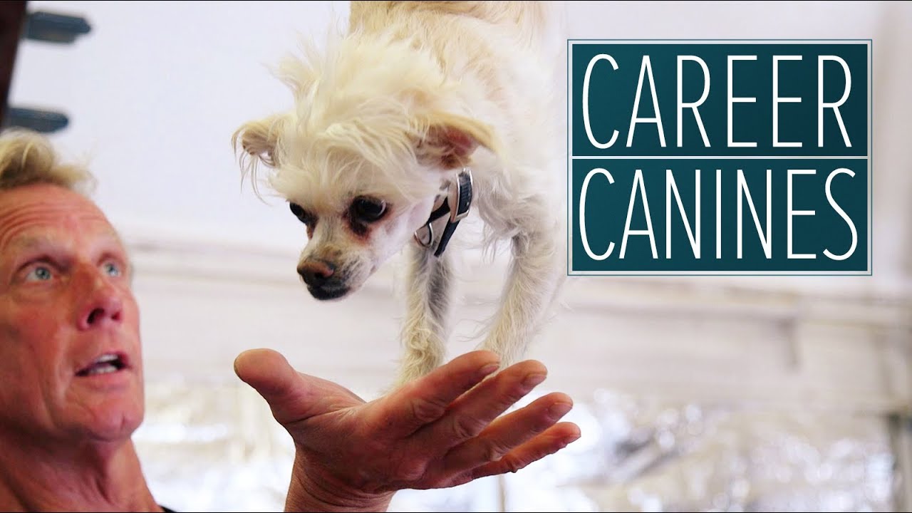 Rescue dogs get a 2nd act onstage - 'Career Canines' S1 E5 - YouTube