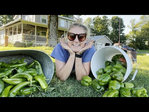 🌶An ANGRY Pepper Harvest 🫑 : Best Peppers EVER : Flower Hill Farm - YouTube
