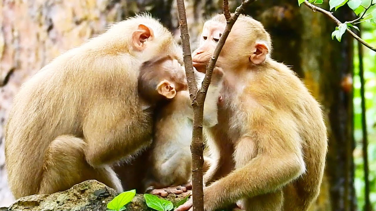 Monkey Liza follow BB Rainbow everywhere to beg Rainbow to give love to ...