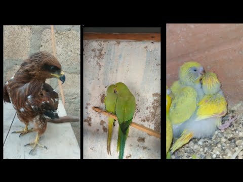 //Ringneck parrots//bajri bird bajri baby//black kite feeding #foryou # ...