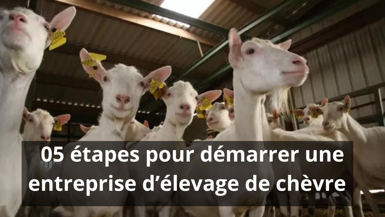 05 Etape pour démarrer une ferme d'élevage de chèvre à succès en ...