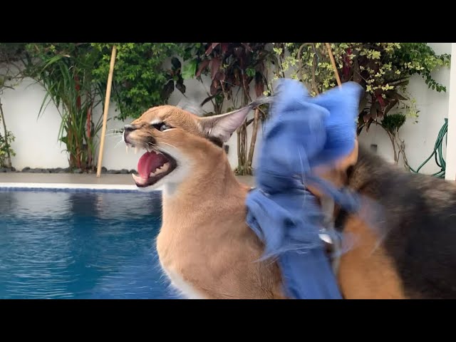 Caracal Vs Dog