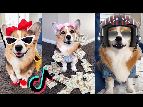 *1 HOUR* New Best Hammy and Olivia Tik Tok 2022 - New Funny Tik Tok Memes - TikTok Famous