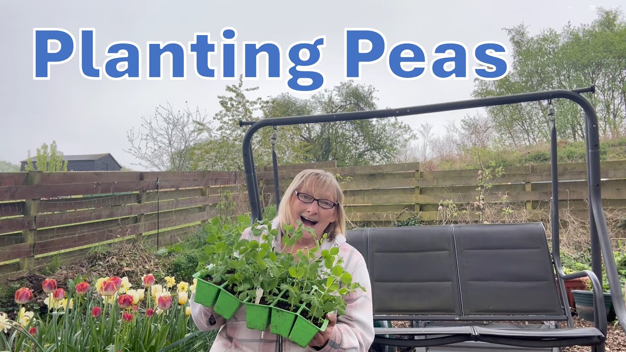 #338 Preparing a pea frame and planting out peas - YouTube