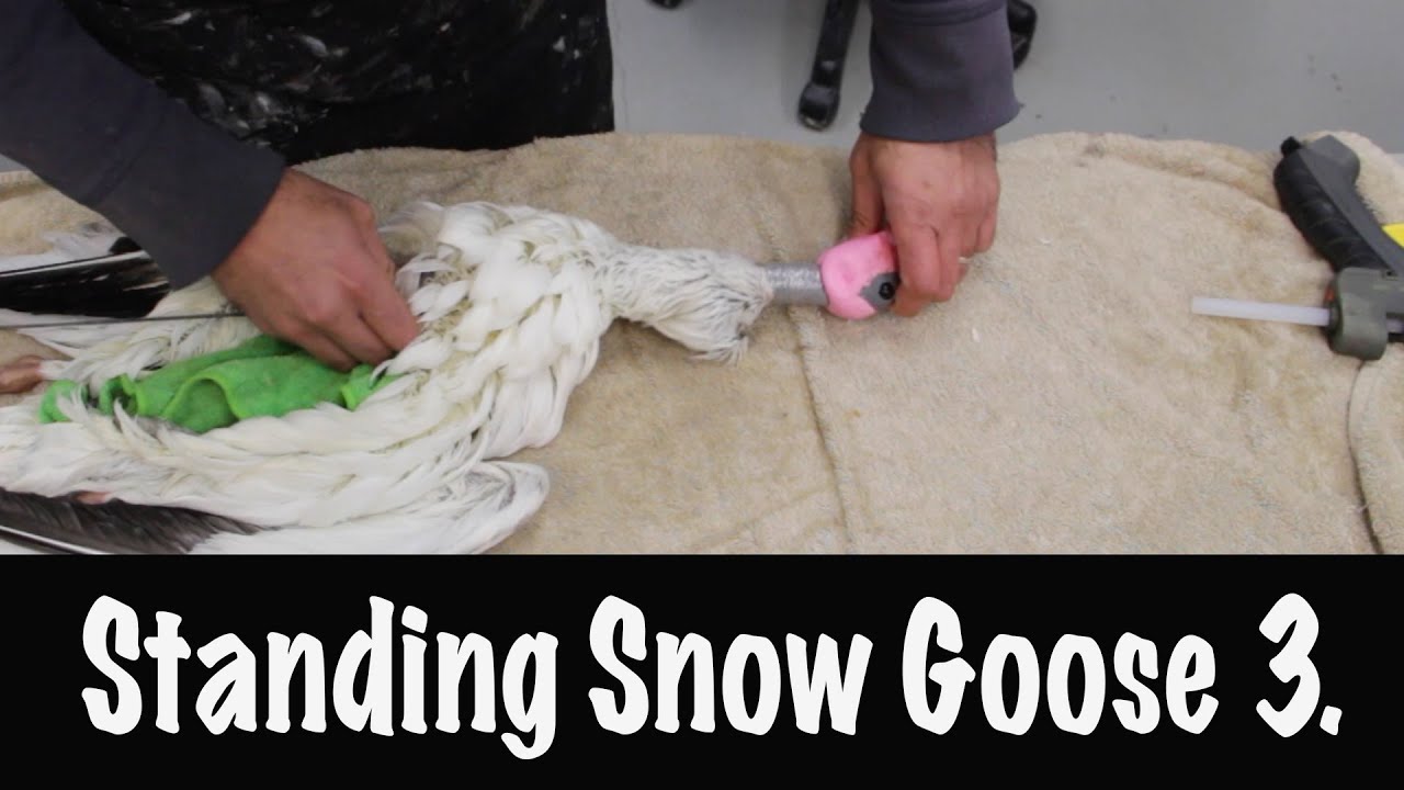 Snow Goose Standing, Tutorial 3. Installing the Head. - YouTube