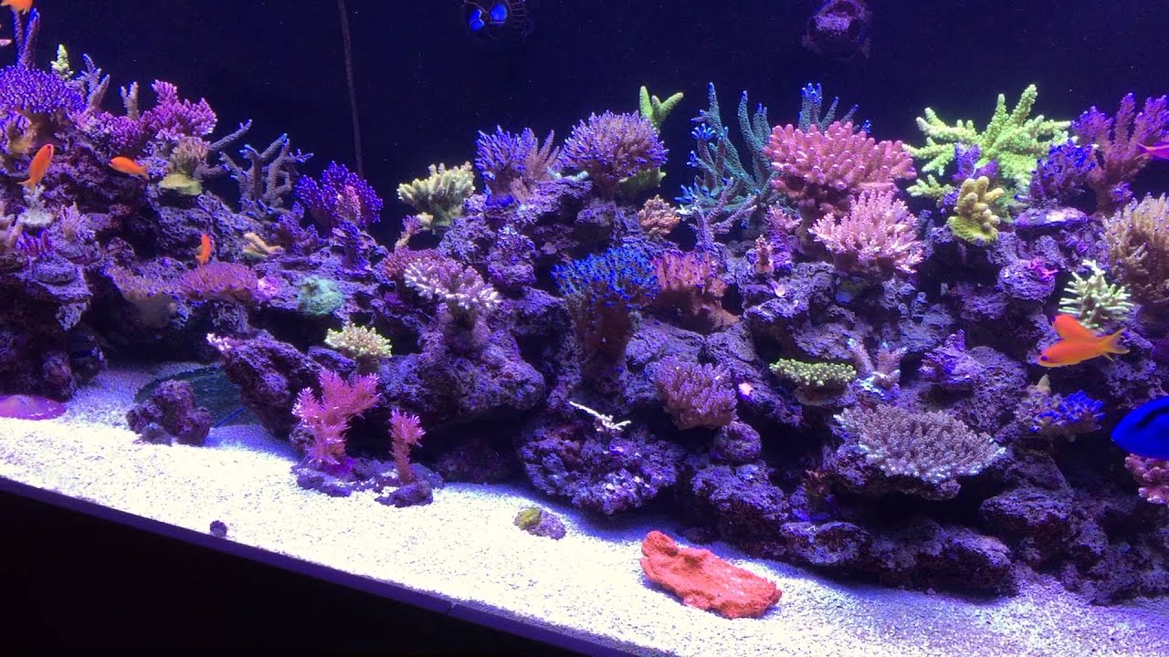 Home SPS reef tank 20.03.2016 - YouTube
