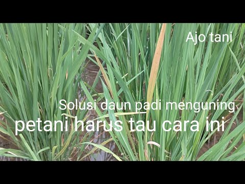 Solusi daun padi menguning🌾🌾petani harus tau cara sederhana ini 💯 - YouTube