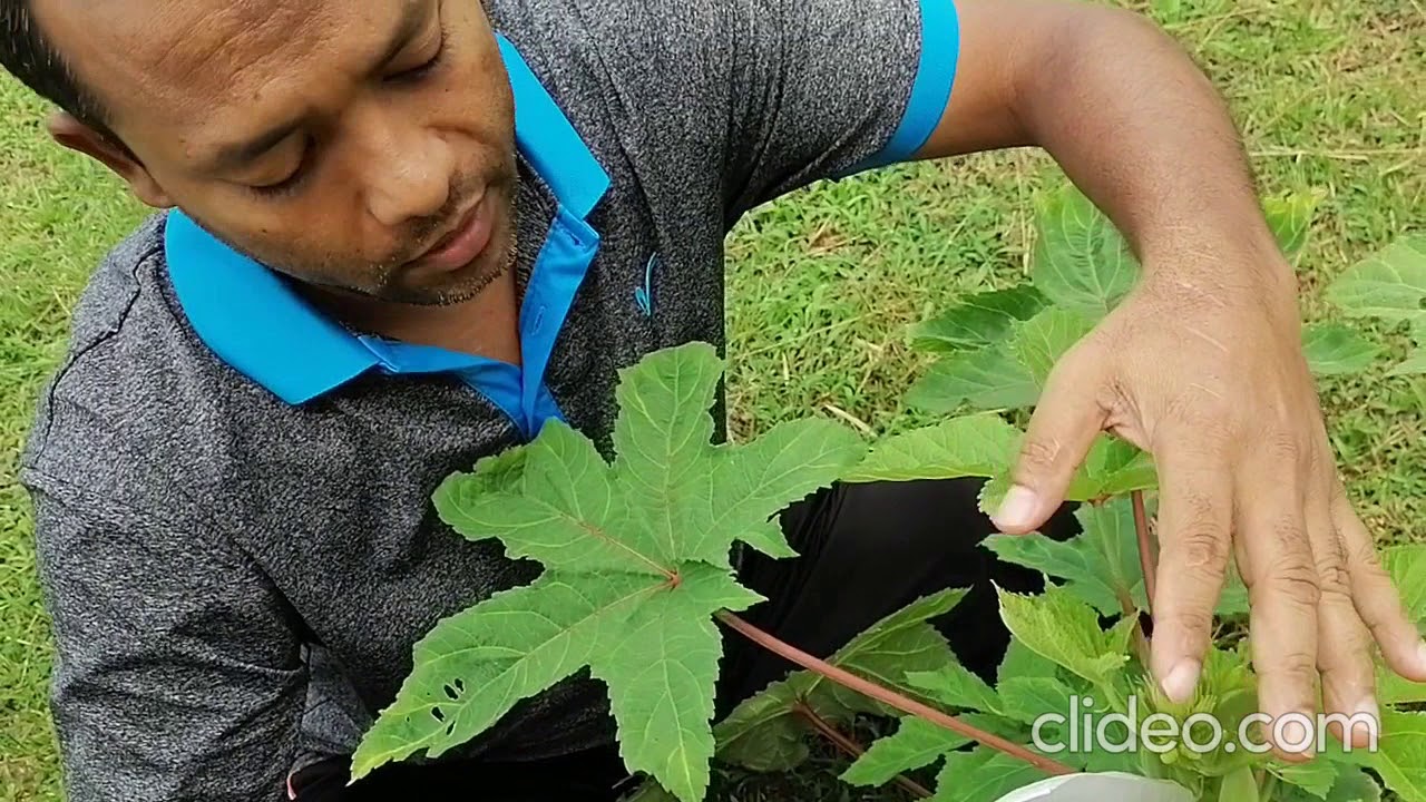 Self pollination in Okra - YouTube