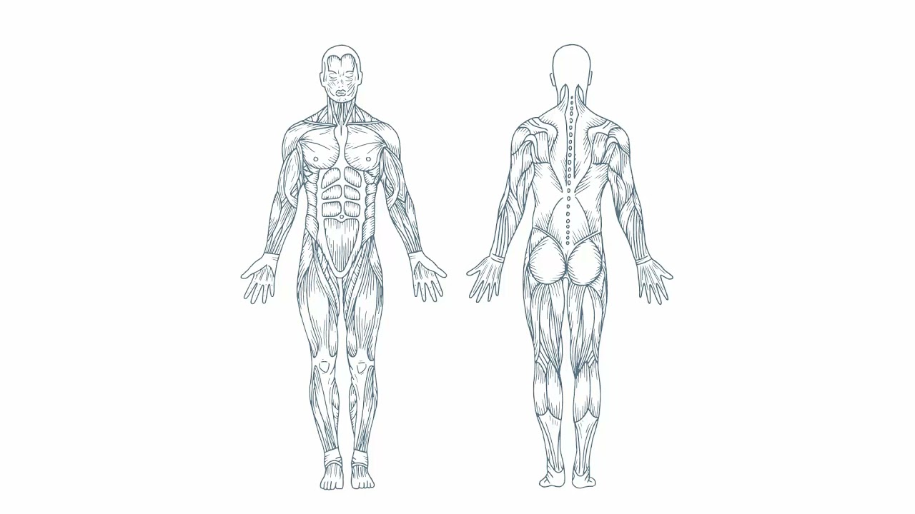Body Composition Explained: What is (BIA) Bioimpedance Analysis & how ...