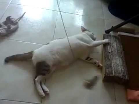 Neko Flies Cat Toy - Foxifur Kittenator - YouTube