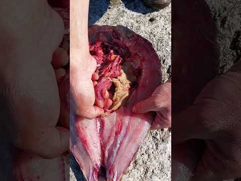 Közde Beyşehir Sazanı! Sazan Balığı nasıl temizlenir?         Roasted Carp! How to cook carp?