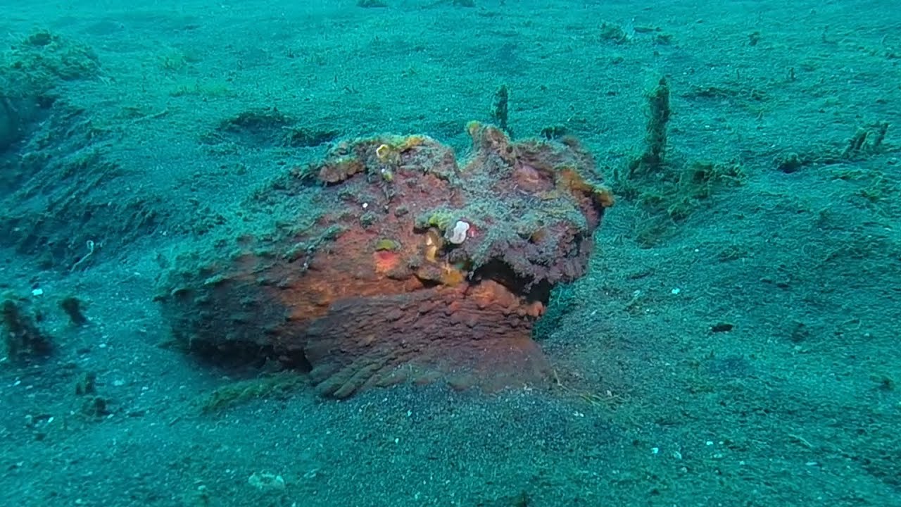 Colorful and HUGE Stonefish - HD - YouTube