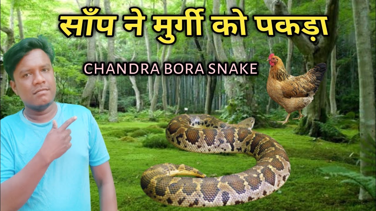 साँप ने मुर्गी को पकड़ा || chandra bora snake🪱|| New vlog video - YouTube