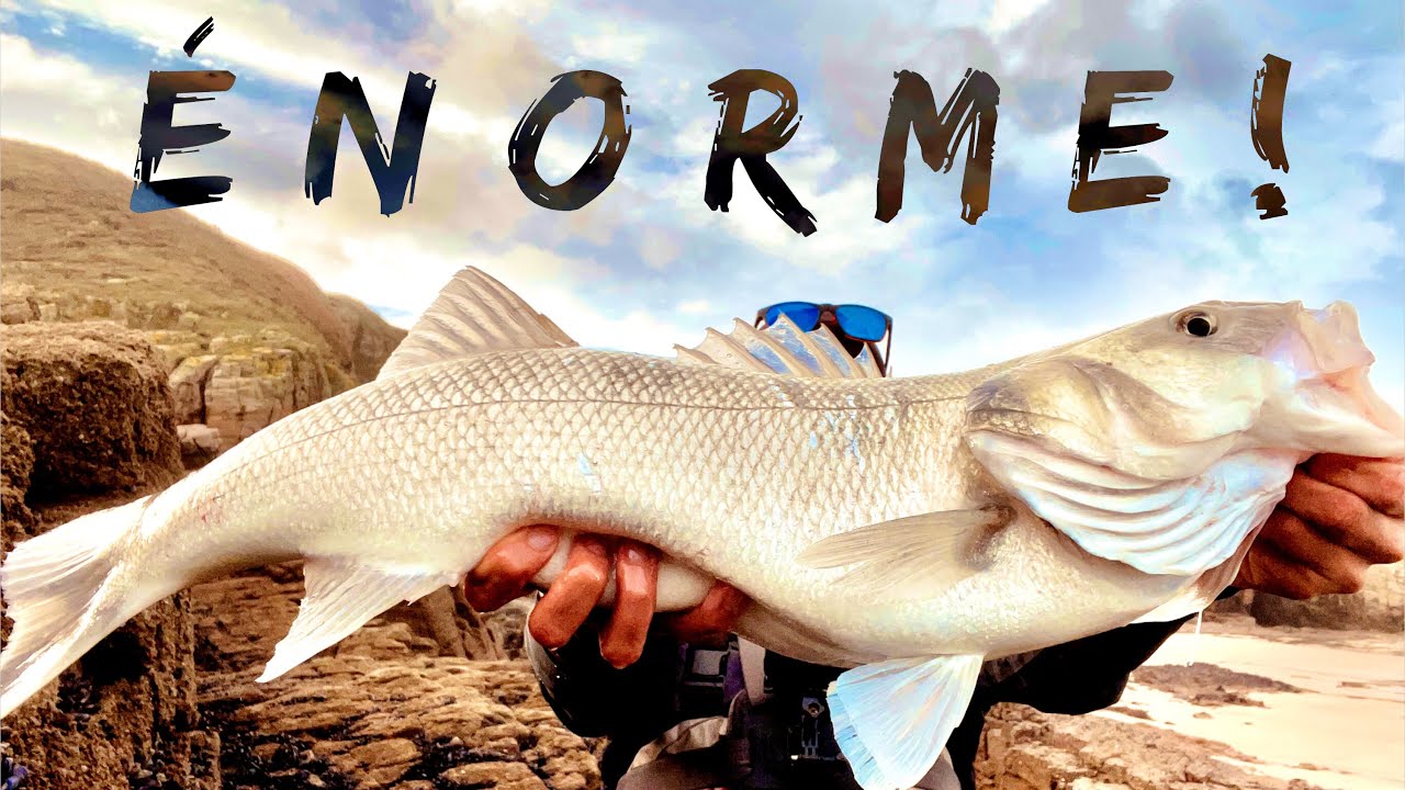 Pêche d’un ÉNORME BAR au Poisson Nageur ! HUGE SEABASS Caught on a ...