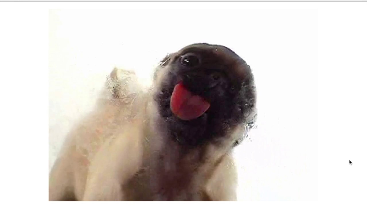 The most Pointless Thing Ever YouTube the-most-pointless-thing-ever-youtube