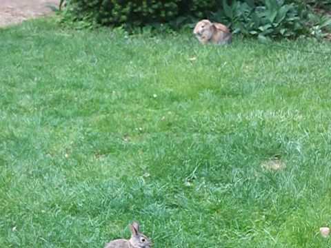Cooper the Rabbit and Wild Bunny Sunday May 22, 2016 - YouTube