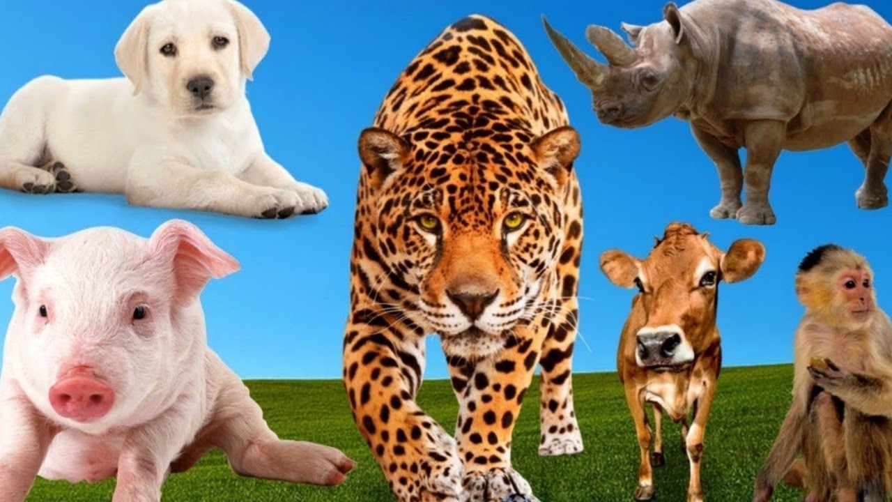 CUTE LITTLE ANIMALS - CAT, DOG, HORSE, CHICKEN - ANIMAL MOMENTS - YouTube