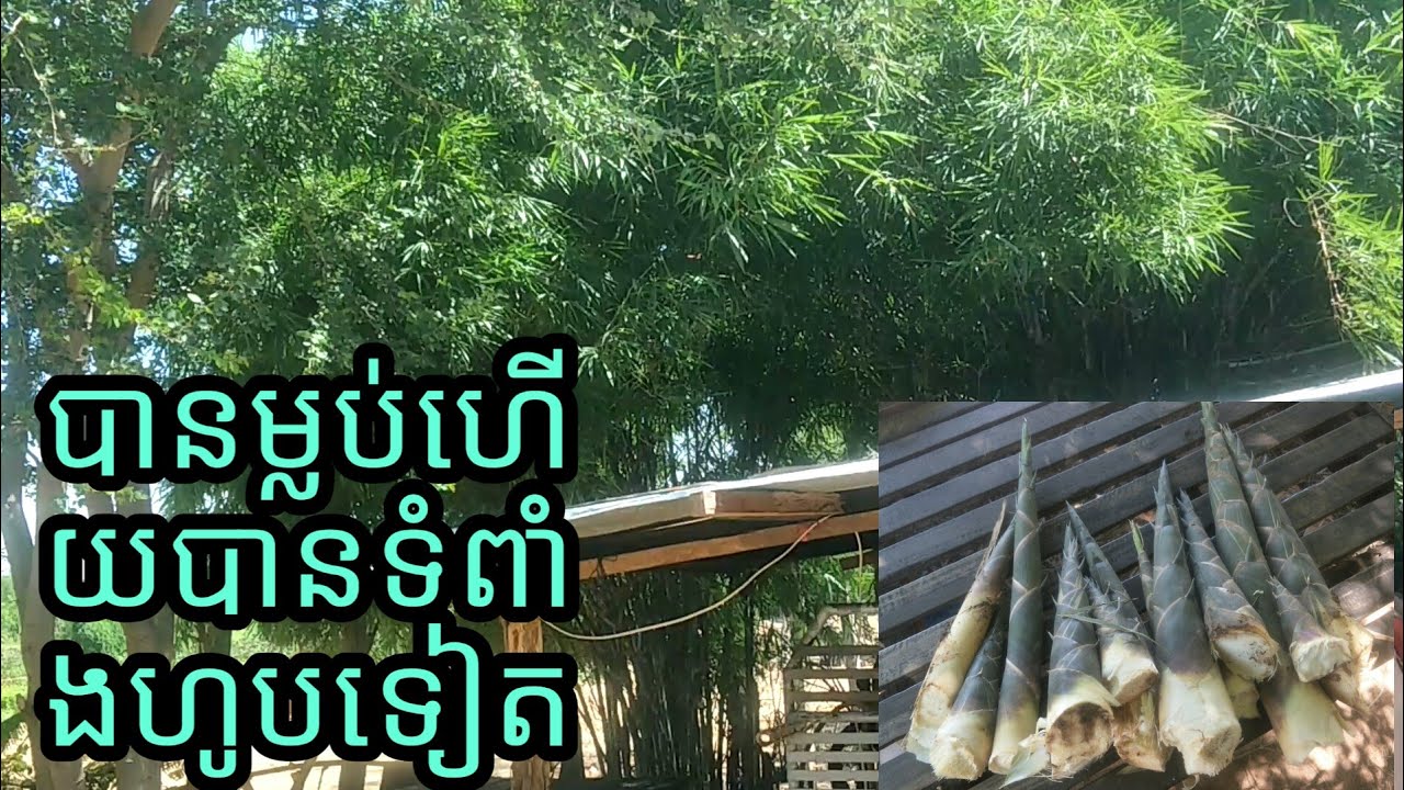 Ping Pong Bamboo Vine : ទំពាំងឫស្សីពីងពង់ម្លប់ហើយបានទំពាំងហូបទុំត - YouTube