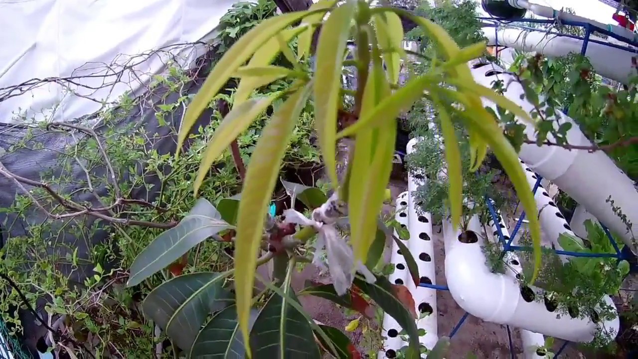 APRENDE A INJERTAR TUS PLANTAS DE MANGOS - YouTube