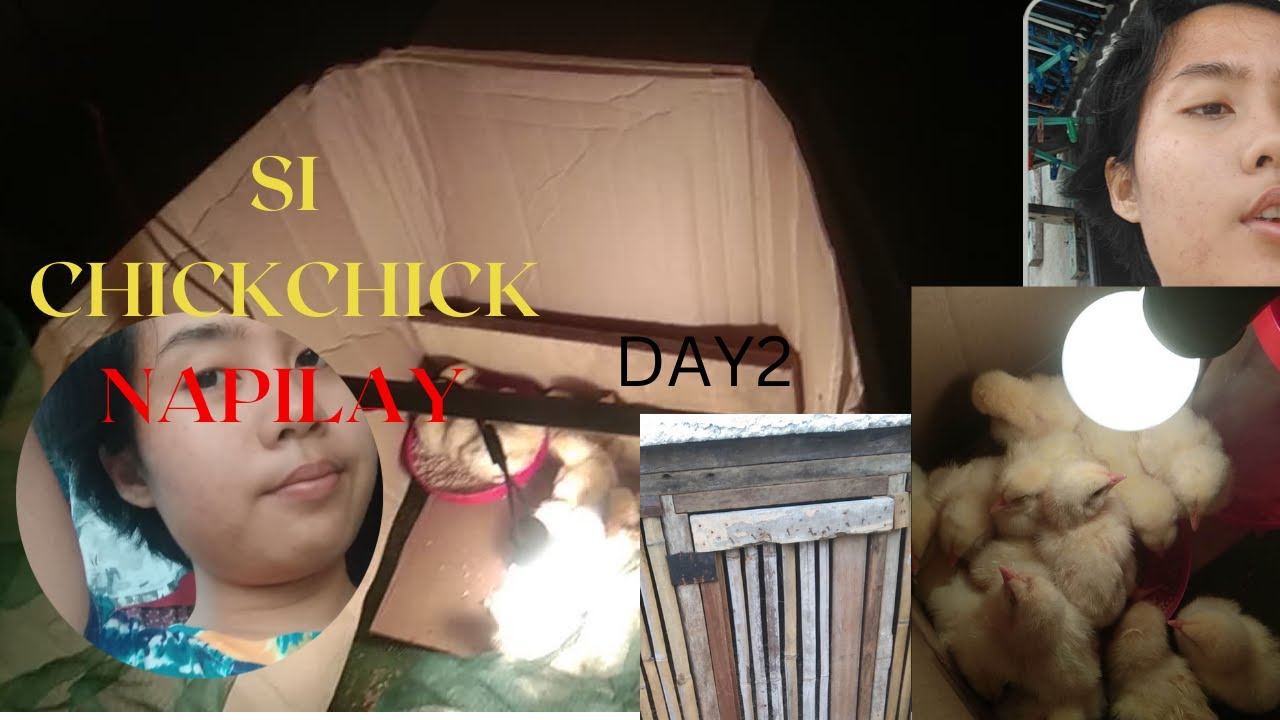 DAY 2 NG 45 DAYS NA SISIW KO , MAY NAPILAY - YouTube